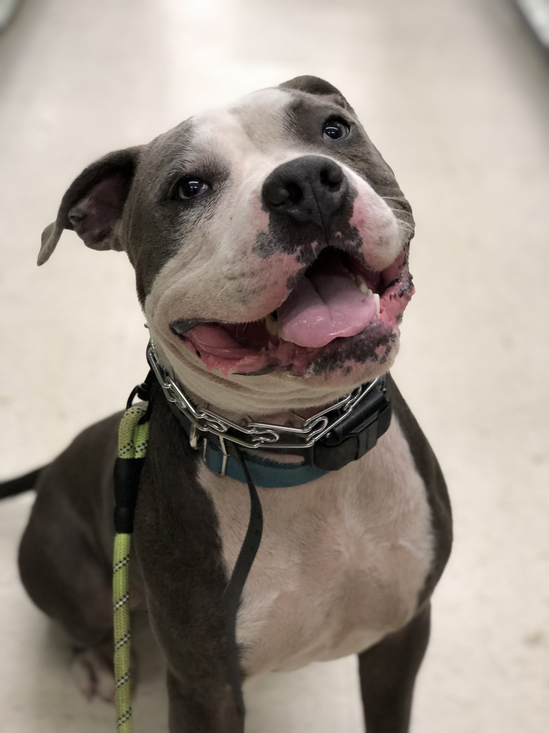 Adventure Paws Dog Training